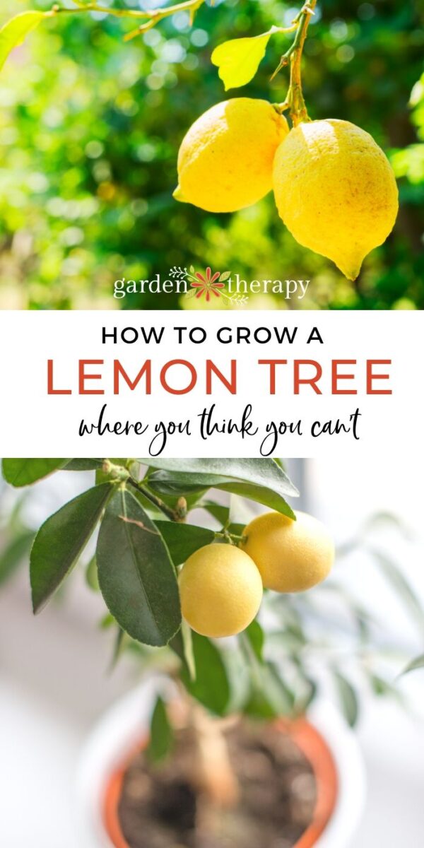 Yes! You CAN Grow a Lemon Tree - Garden Therapy