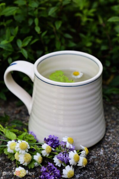 Herbal Guide to Feverfew: THE Migraine Herb - Garden Therapy