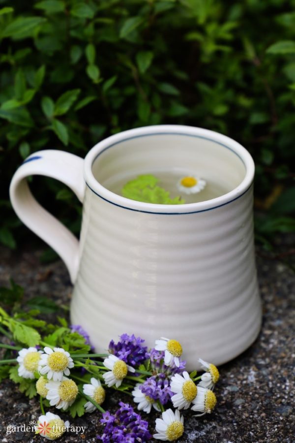 Herbal Guide to Feverfew: THE Migraine Herb - Garden Therapy