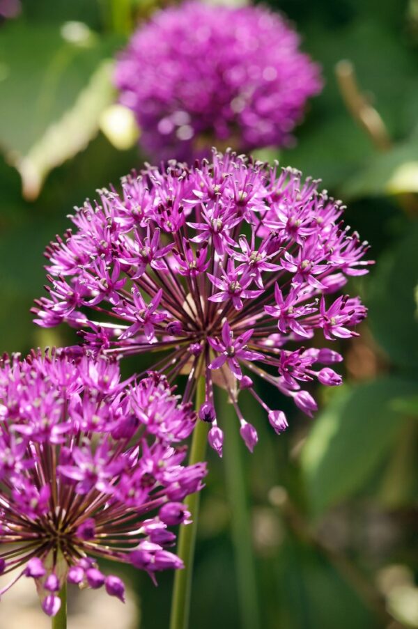 All About Alliums! Growing Ornamental and Edible Alliums - Garden Therapy