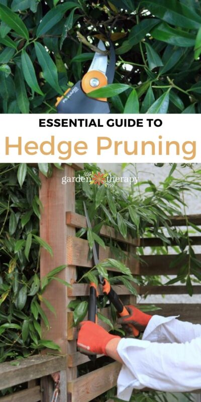 How to Trim Hedges (Guide to Pruning) - Garden Therapy