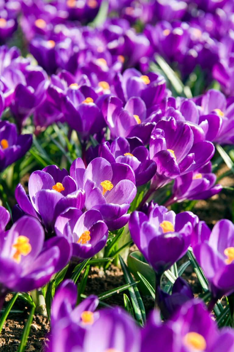 Forcing Bulbs: Your Guide to Growing Bulbs Indoors