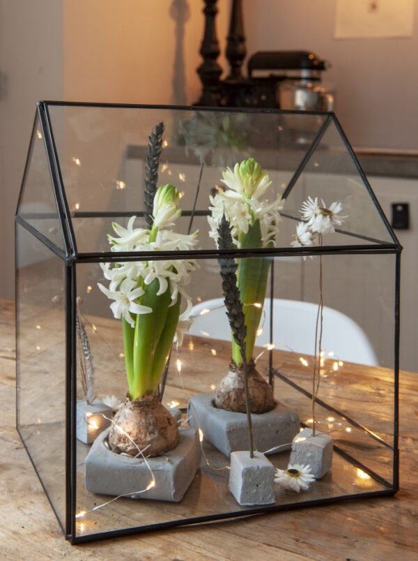 Forcing Bulbs: Your Guide to Growing Bulbs Indoors