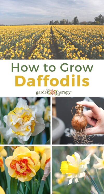 The Definitive Guide to Daffodils - Garden Therapy