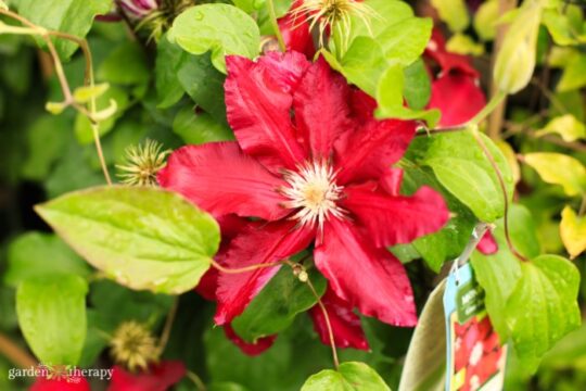 Clematis Growing Guide: How to Get Stunning Blooms - Garden Therapy