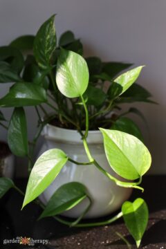 Why is My Plant Drooping? 7 Ways to Save Your Plant Fast!