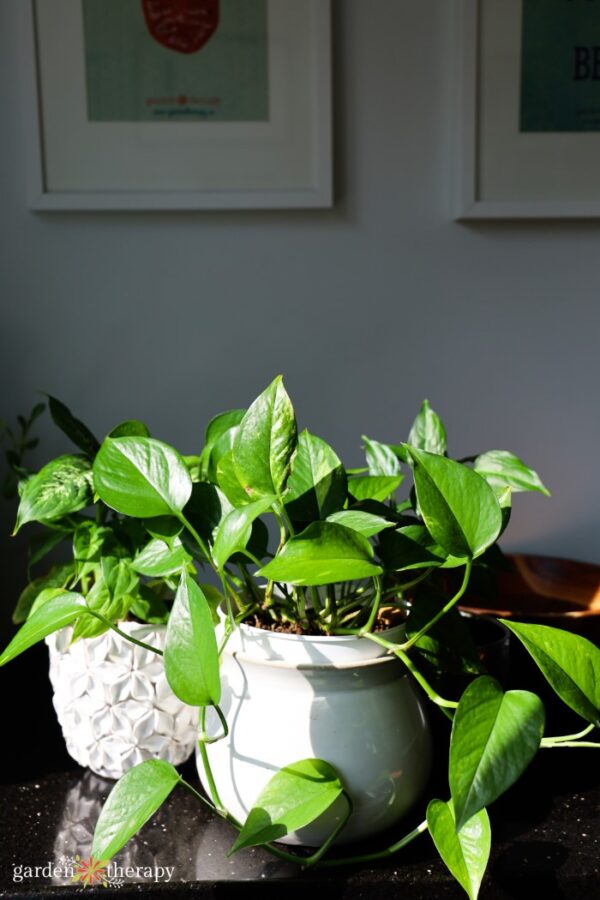 Everything You Need to Know About Growing A Pothos Plant