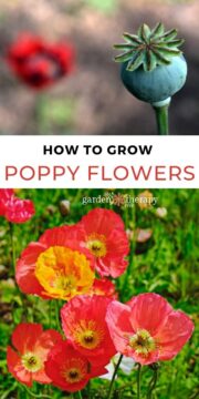 6 Must-Know Poppies + How to Grow Poppy Flowers from Seed - Garden Therapy