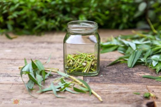 Willow Water: DIY Rooting Hormone for Your New Cuttings - Garden Therapy