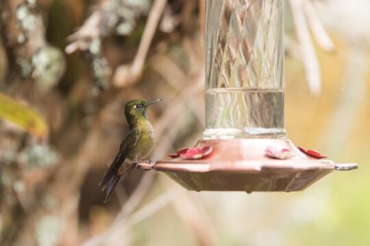 Attract Nature's Smallest Flyer with this Hummingbird Food Recipe ...