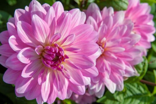Growing Dahlias: Summer’s Most Artful Flower - Garden Therapy