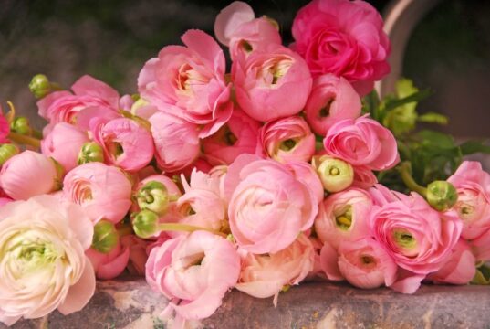 The Ultimate Guide to Growing Ranunculus - Garden Therapy