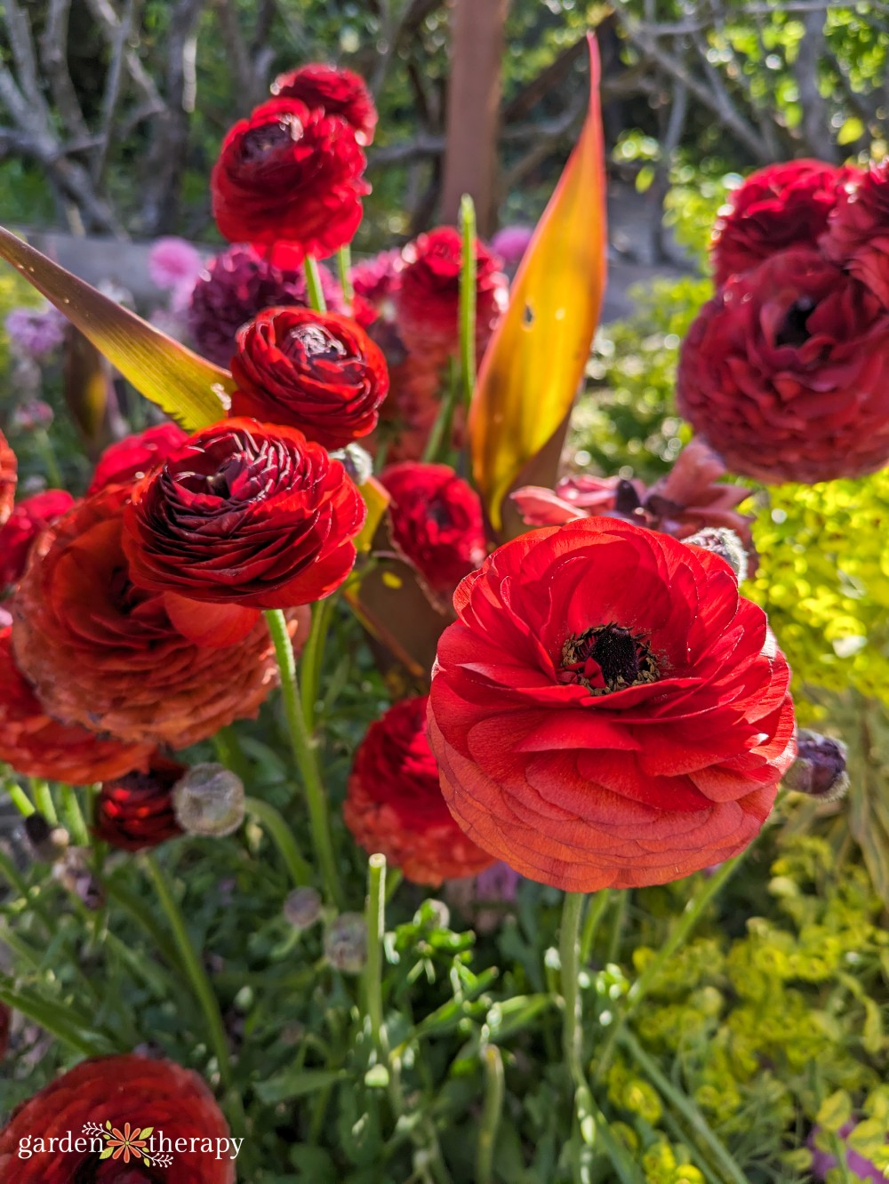 The Ultimate Guide to Growing Ranunculus - AnjiesGarden