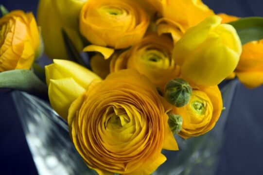 The Ultimate Guide to Growing Ranunculus - Garden Therapy