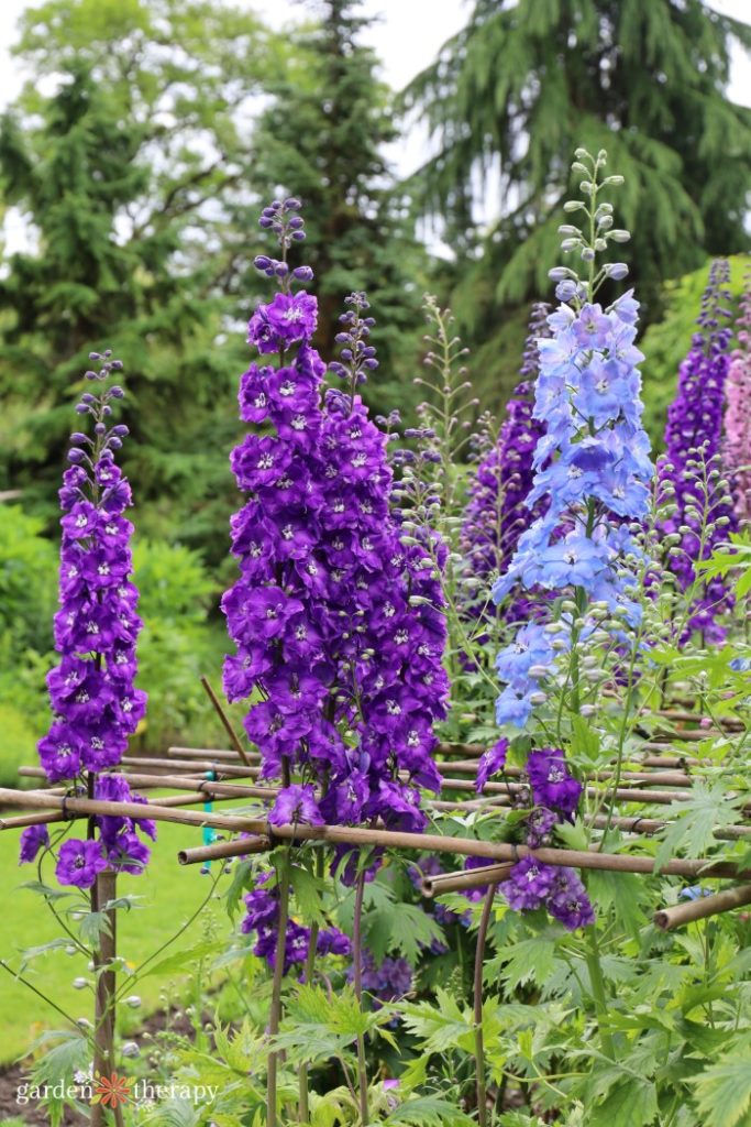 How to Grow Delphinium for a Cottage Style Garden - Garden Therapy