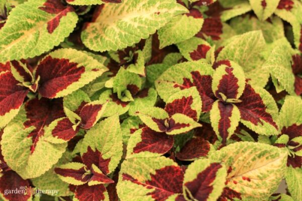 How to Grow Coleus Plants, Inside and Outside! - Garden Therapy