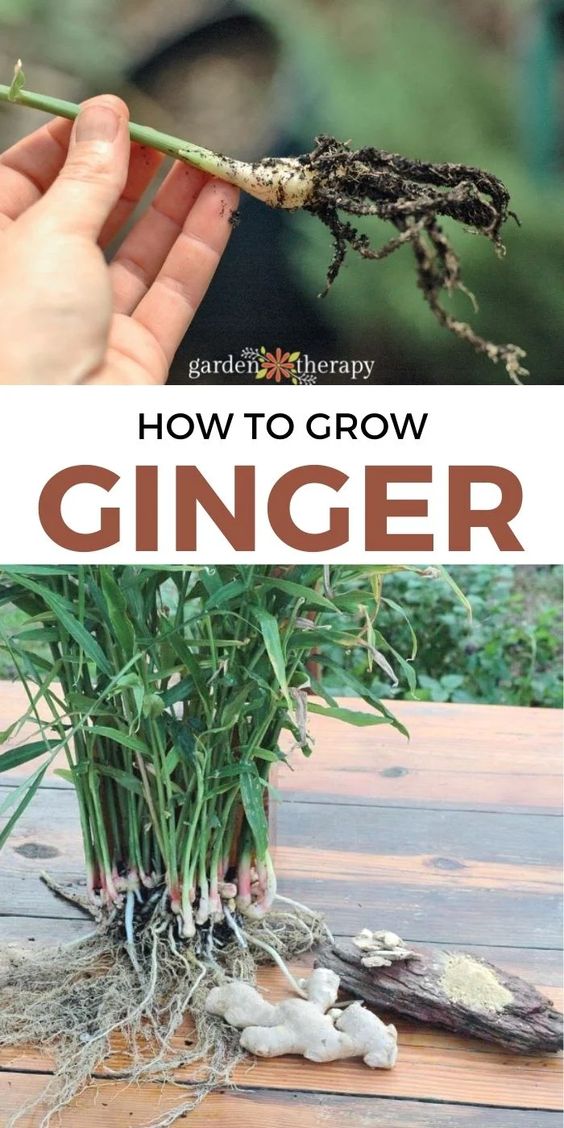 How to Grow Ginger at Home (In-Ground and Containers) - Garden Therapy