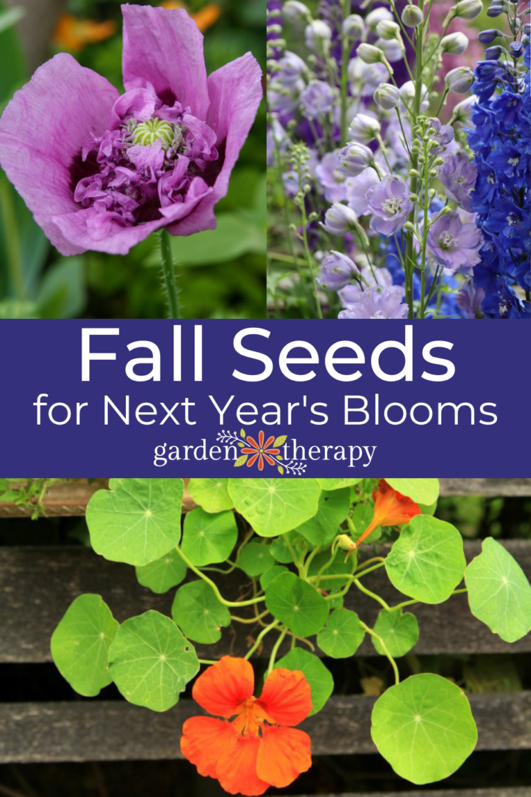 Seeds to Plant in the Fall for Next Season’s Blooms - Garden Therapy