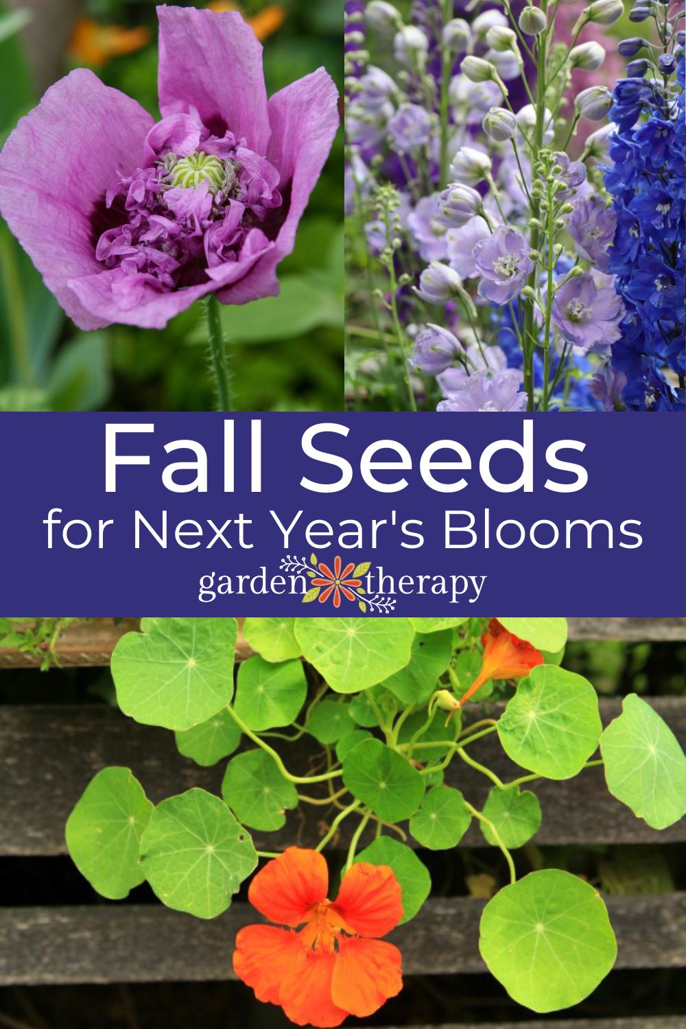 Seeds to Plant in the Fall for Next Season’s Blooms - Garden Therapy