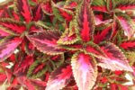 How to Grow Coleus Plants, Inside and Outside! - Garden Therapy