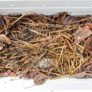 Vermicomposting: The Complete Guide to Worm Castings - Garden Therapy