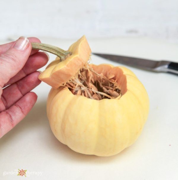 Preparing for Pumpkin Harvest: How to Pick the Perfect Pumpkin ...