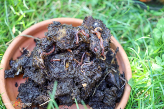 Vermicomposting: The Complete Guide to Worm Castings - Garden Therapy
