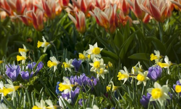 Naturalizing Bulbs for Spring in the Garden & Lawn - Garden Therapy