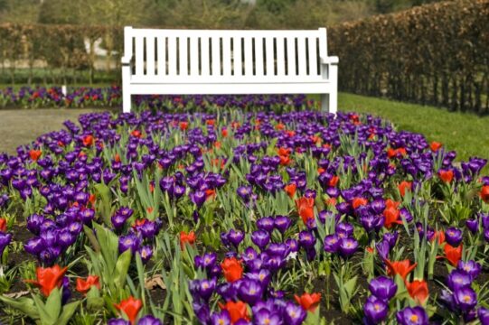 Naturalizing Bulbs for Spring in the Garden & Lawn - Garden Therapy