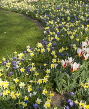 Naturalizing Bulbs for Spring in the Garden & Lawn - Garden Therapy