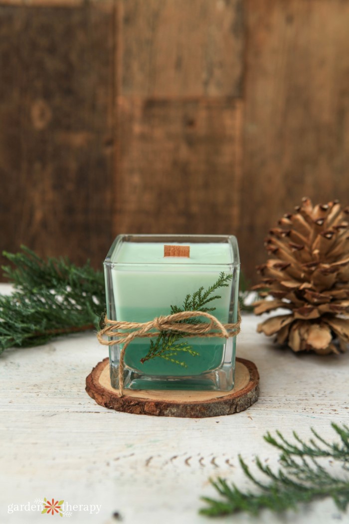 How to Make a Festive Evergreen Candle - Garden Therapy