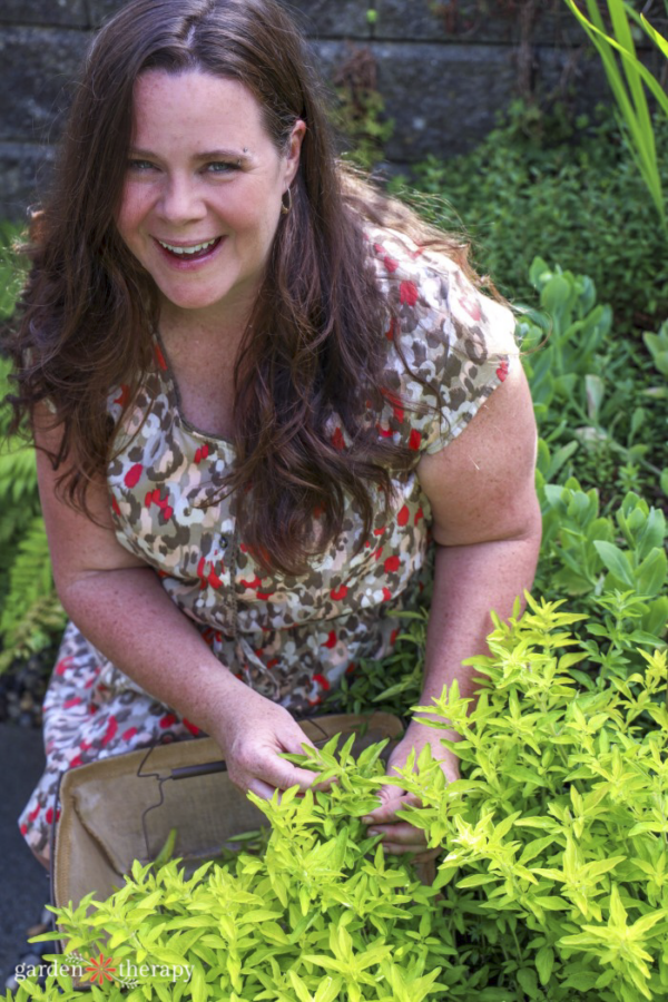Stevia Plant: How to Grow, Harvest, and Use Stevia Leaves