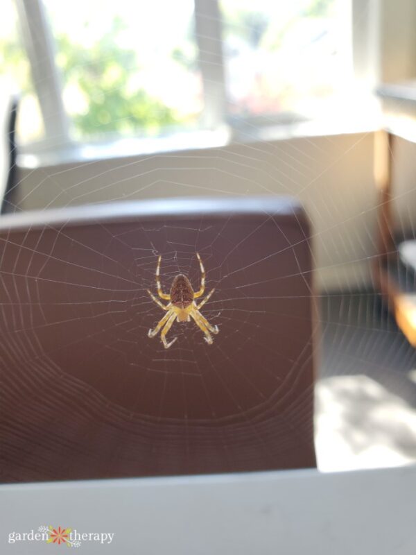 What Are Garden Spiders Anyways? All About Common Garden Spiders