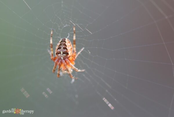 What Are Garden Spiders Anyways? All About Common Garden Spiders