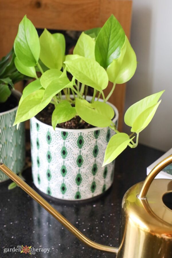 Why is My Plant Drooping? 7 Ways to Save Your Plant Fast!