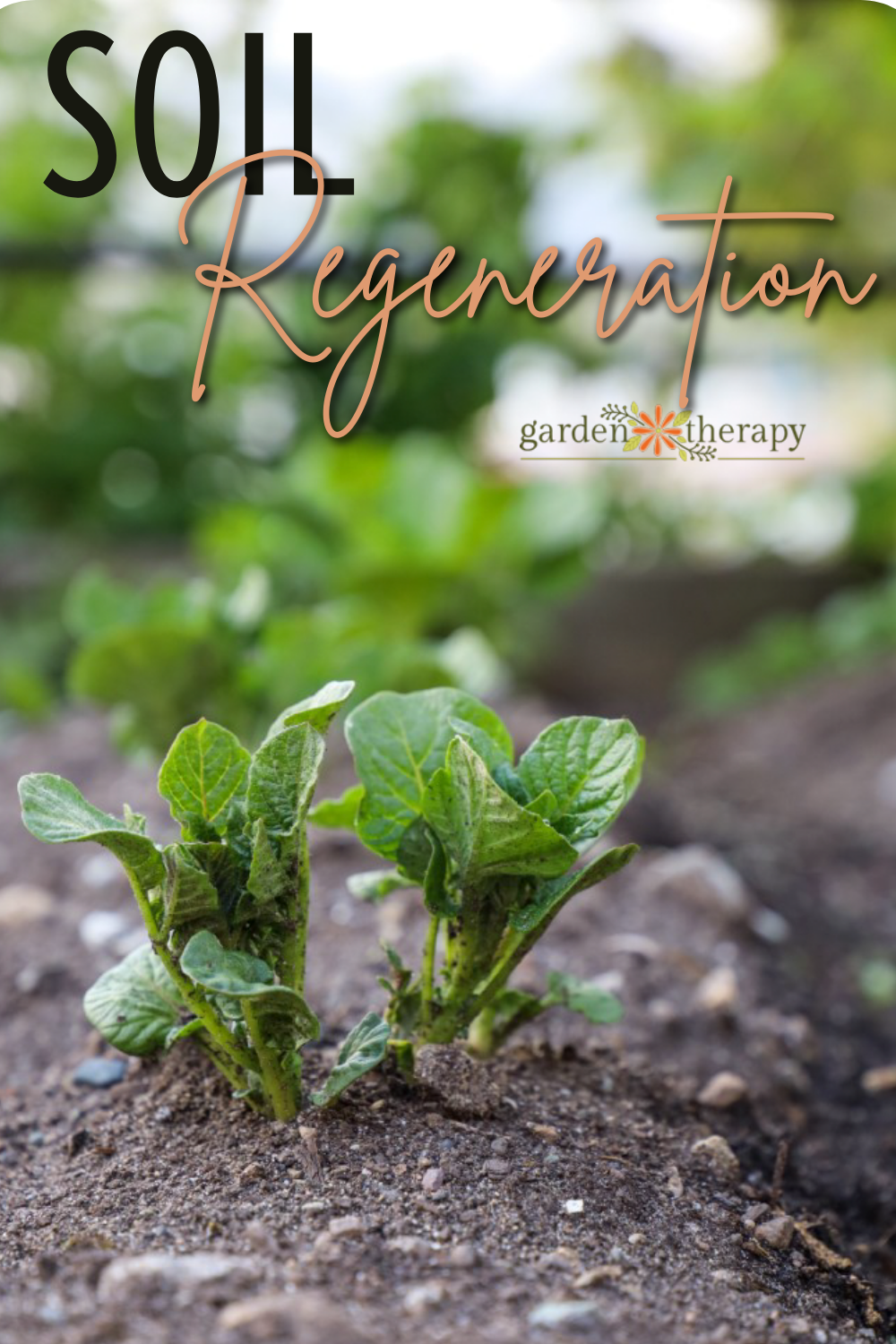 Building a Soil Community Through Soil Regeneration - Garden Therapy
