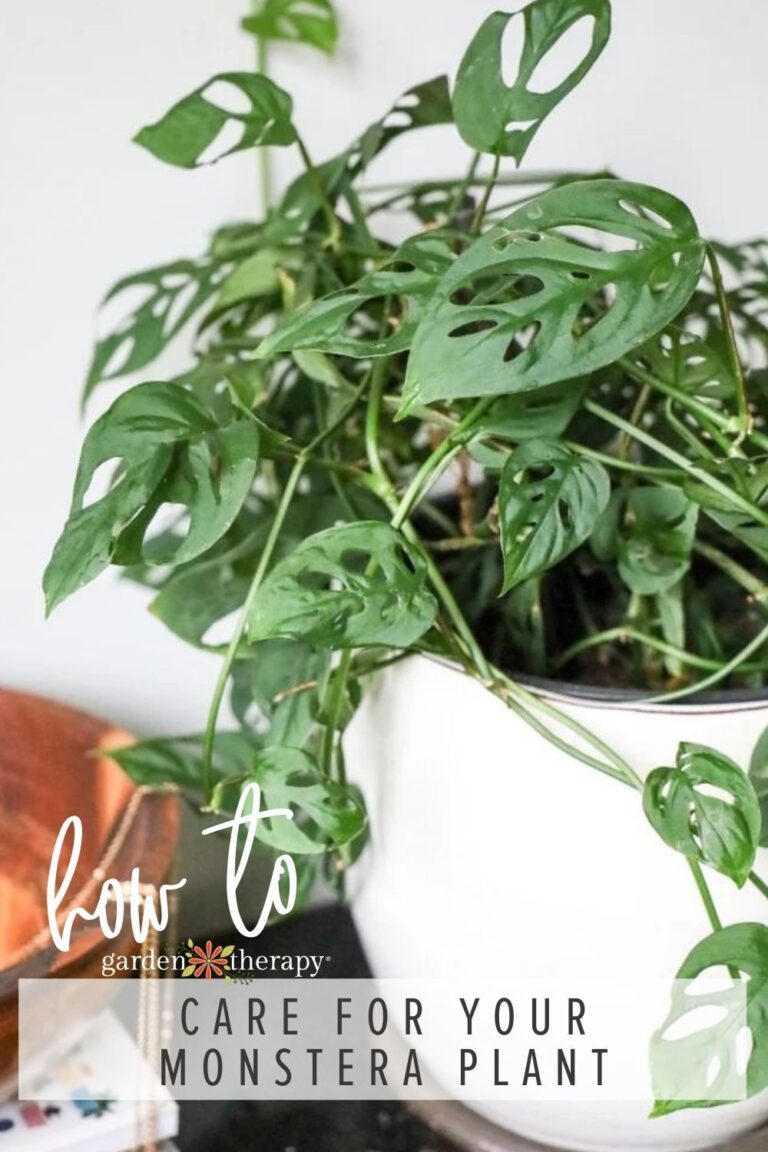 How to Grow and Keep Your Monstera Plant Happy - Garden Therapy
