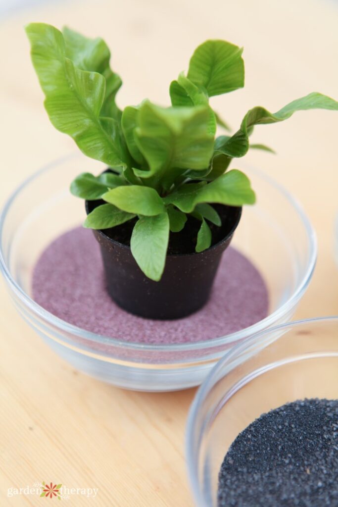 How to Make a Stunning Sand Art Terrarium - Garden Therapy