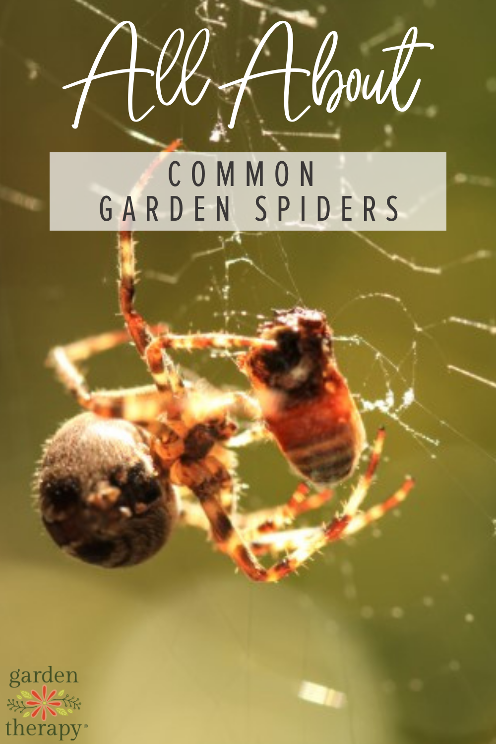 What Are Garden Spiders Anyways? All About Common Garden Spiders
