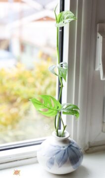 How to Grow and Keep Your Monstera Plant Happy - Garden Therapy