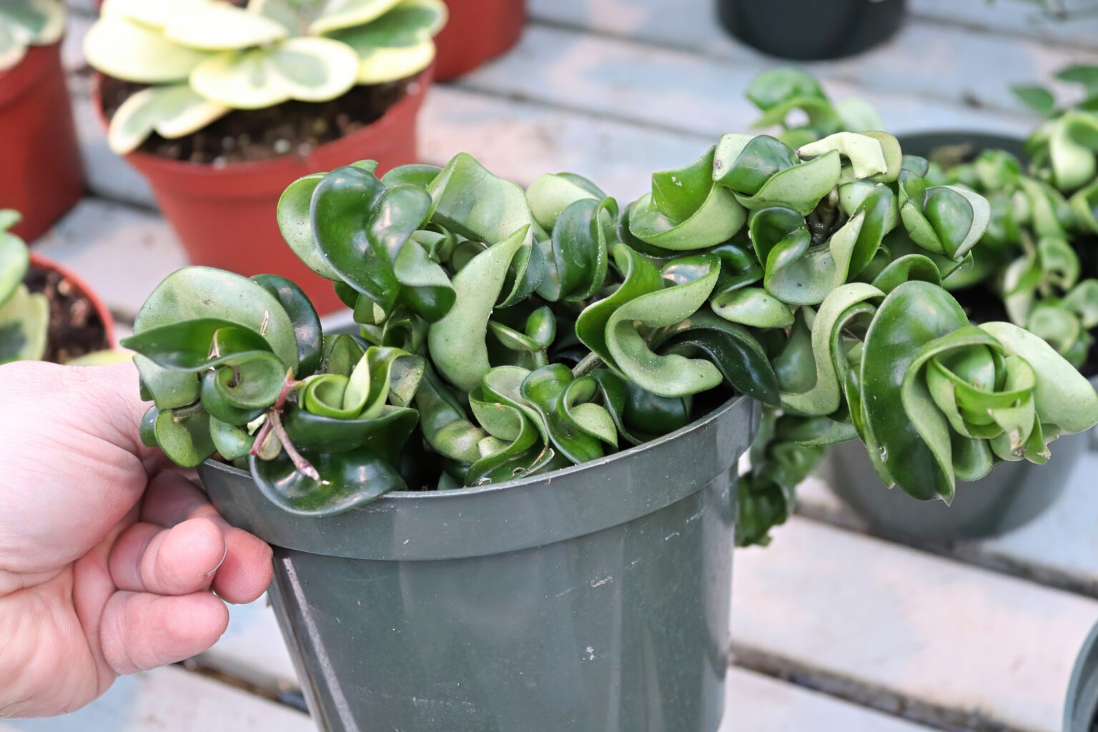 Hoya plants 101 (And 4 Must-Have Varieties) - Garden Therapy