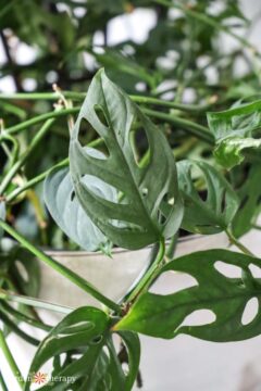 How to Grow and Keep Your Monstera Plant Happy - Garden Therapy