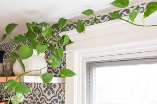 Everything You Need to Know About Growing A Pothos Plant