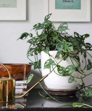 How to Grow and Keep Your Monstera Plant Happy - Garden Therapy