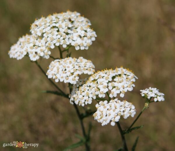 Yarrow: The Low Maintenance, Powerhouse Flower - Garden Therapy