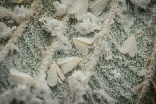 How to Naturally Get Rid of and Prevent Whiteflies - Garden Therapy