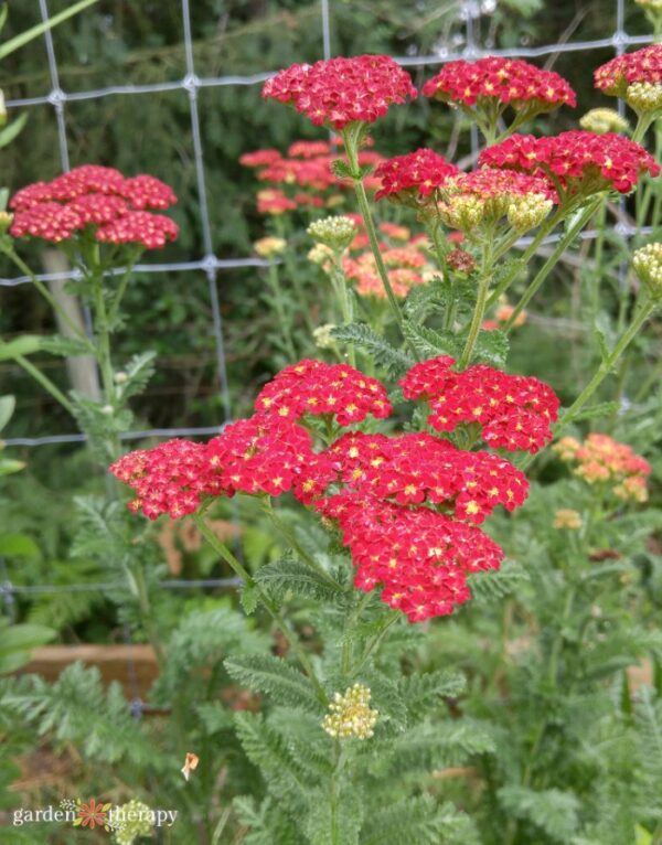 Yarrow: The Low Maintenance, Powerhouse Flower - Garden Therapy