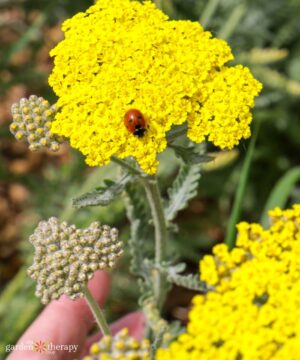 Yarrow: The Low Maintenance, Powerhouse Flower - Garden Therapy