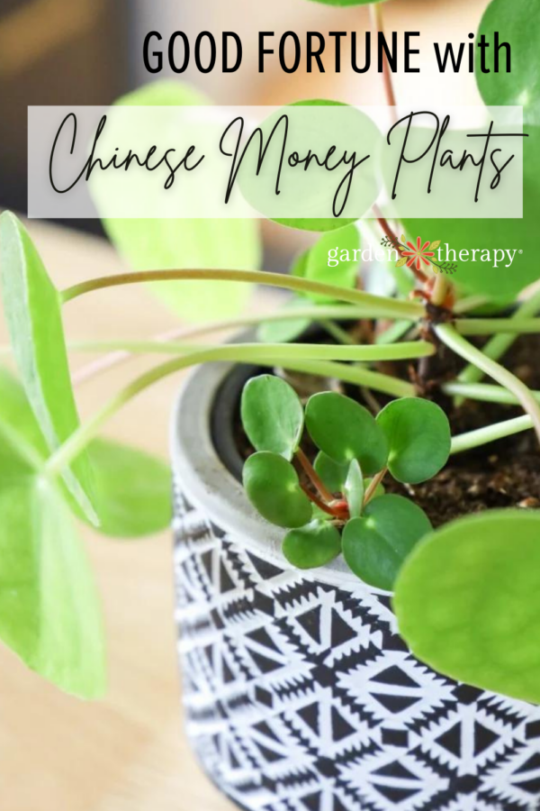 Find Good Fortune With The Chinese Money Plant - Garden Therapy
