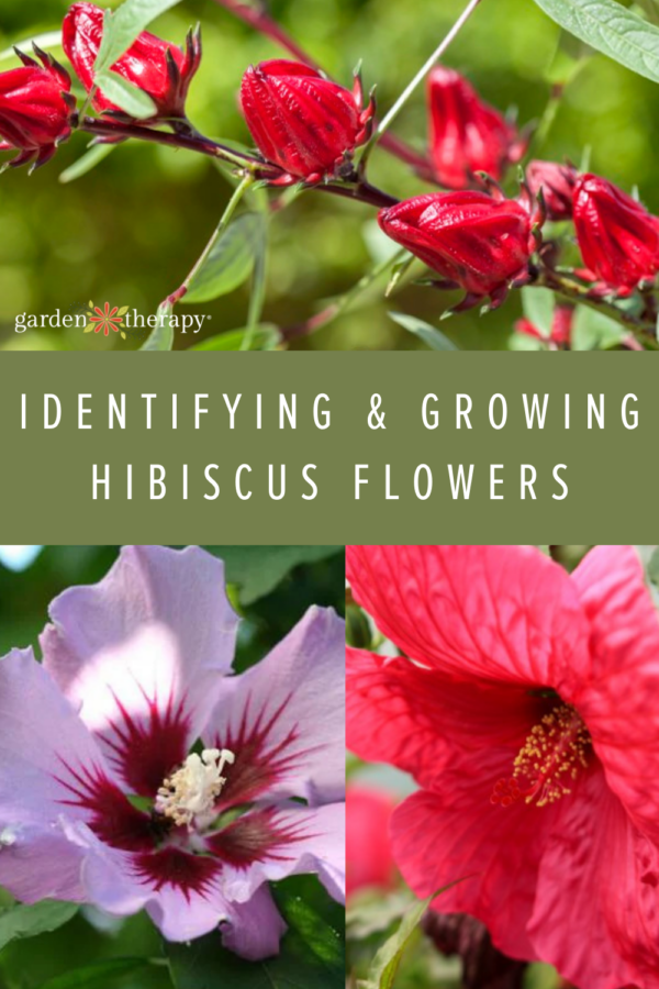 Identifying and Growing the Top 3 Hibiscus Flowers - Garden Therapy